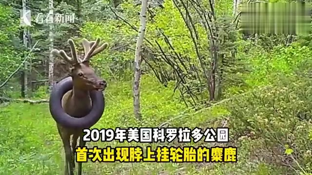 麋鹿脖上缠绕轮胎两年后终被取下