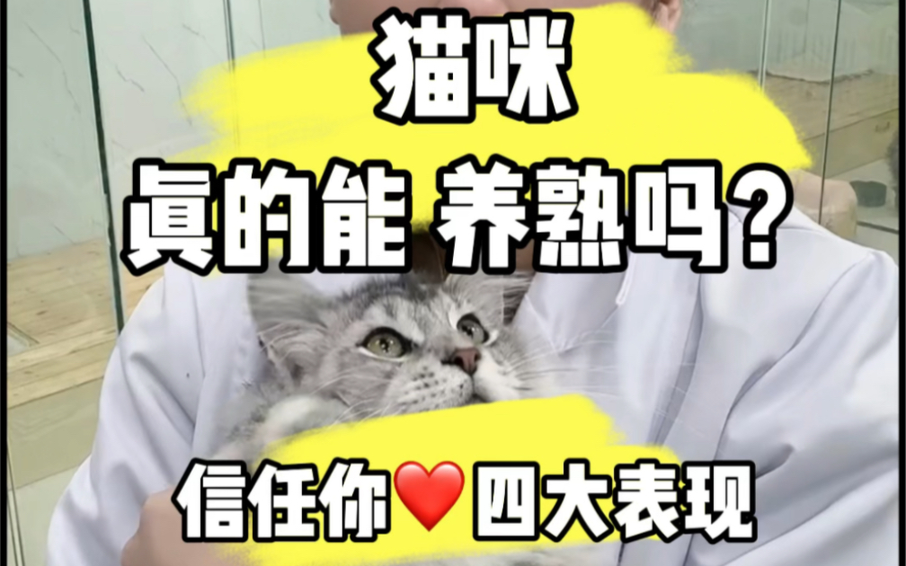有没有,全中的宝宝?猫咪信任大挑战