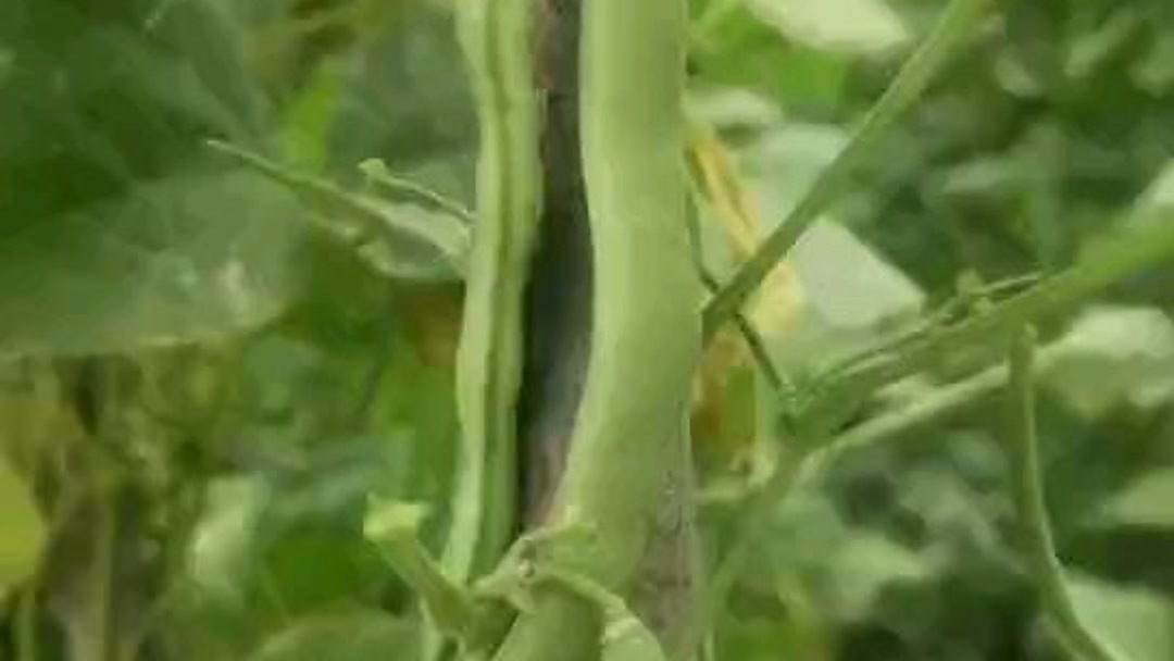 买卖合同的标的物有什么质量要求?董克仁律师一分钟说法千问民法典!