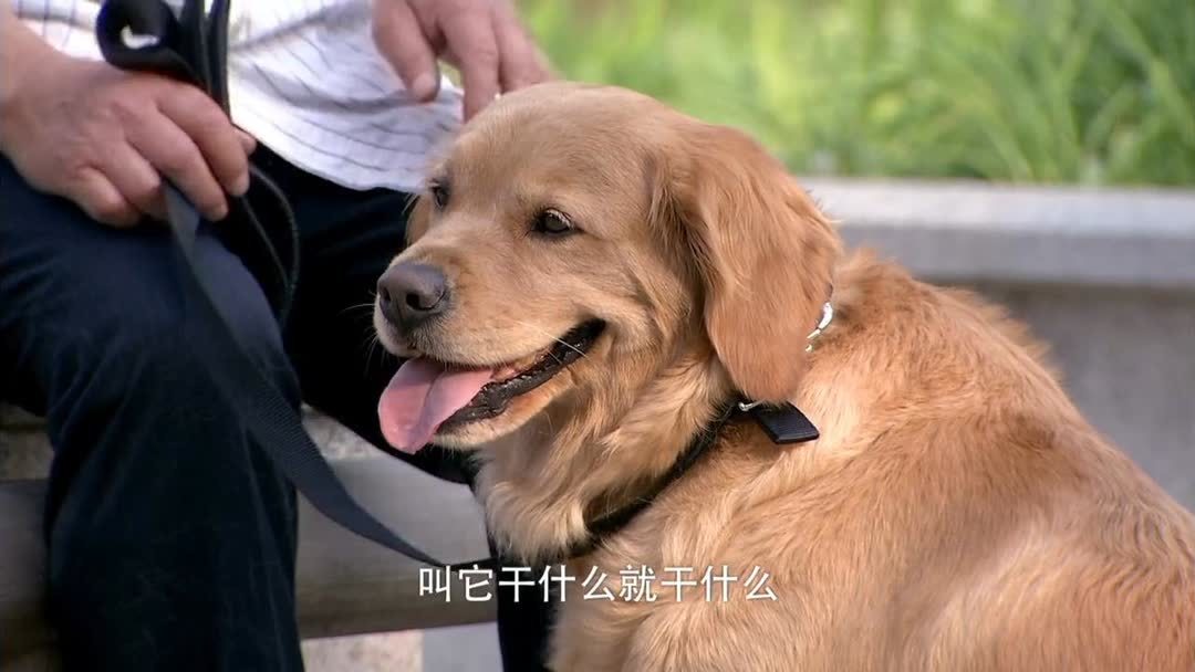 老头说他的狗让干什么就能干什么,奶奶:叫奶奶,这奶奶太逗了