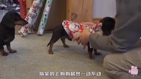二货主人给狗狗做衣服,狗子一脸嫌弃,同伴忍受不了直接撕碎