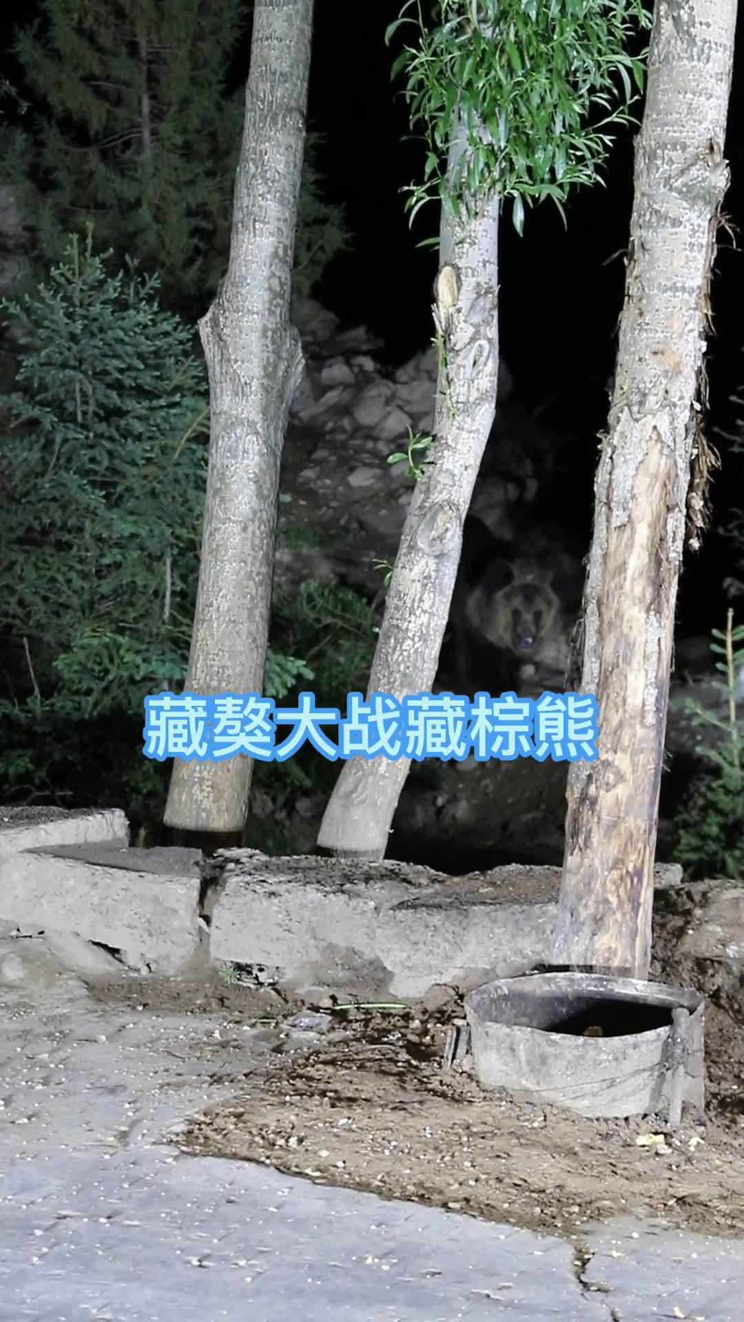 藏獒大战臧棕熊野生动物