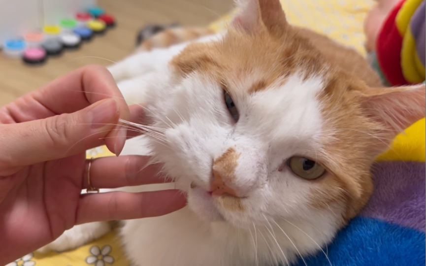 猫咪信任度大测试