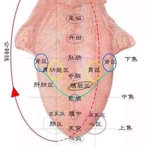 zhouerfushi老中医师 