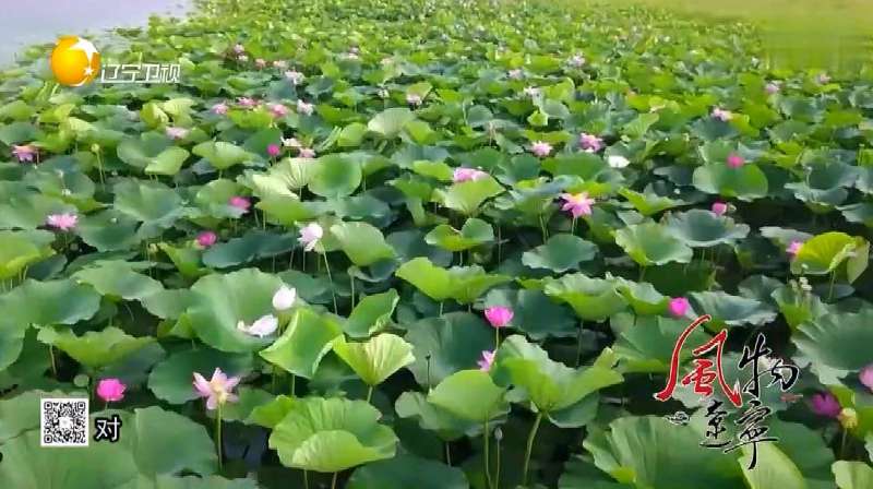 风物辽宁:珍珠湖的荷花自由生长,每年夏天都吸引了无数客人