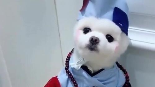 铲屎官给狗狗买了件衣服,看这熟悉的造型,估计是济公看多了吧