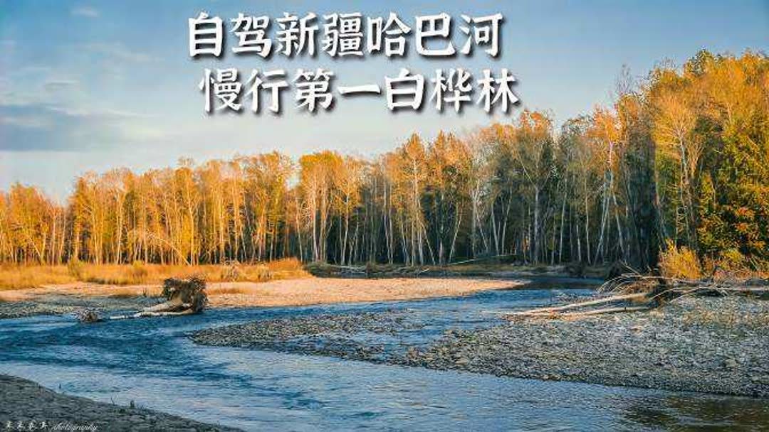 自驾新疆哈巴河,秋日漫游白桦林,唯美日落时光