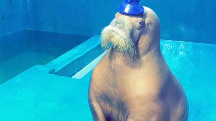 海象表演时,突然摔在地上,接下来这动作我给满分!