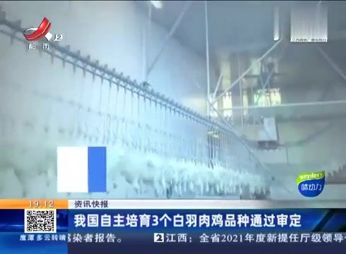 我国自主培育3个白羽肉鸡品种通过审定