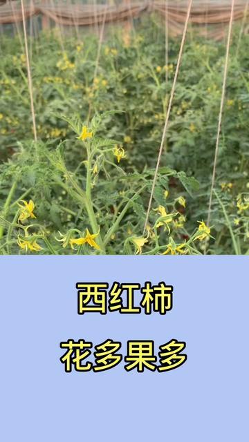 西红柿,花多果多!西红柿番茄种植技术企业经营助推官
