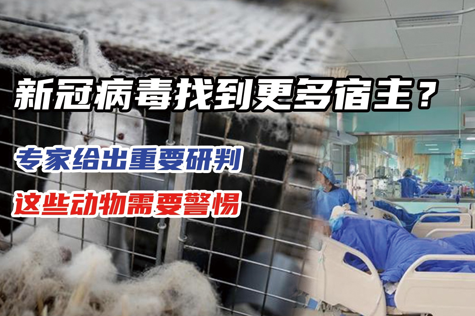 新冠病毒找到更多宿主?专家给出重要研判,这些动物需要警惕