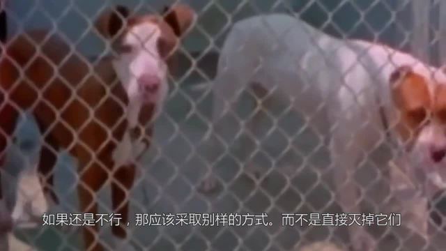 流浪动物到底应该杀,任由其肆意伤人吗?网友:有能力就收留一只