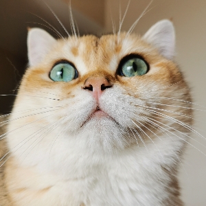 想找gamma的He3管 