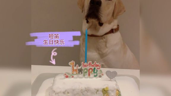 狗狗一岁生日 小姐姐亲手做了宠物蛋糕