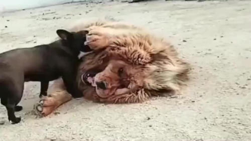 藏獒对上一只斗牛犬,没想到是这样的一面,太令我意外了