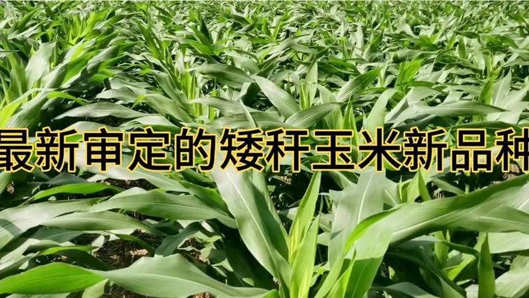 这几个最新审定的玉米新品种,不需要控旺也不会倒伏