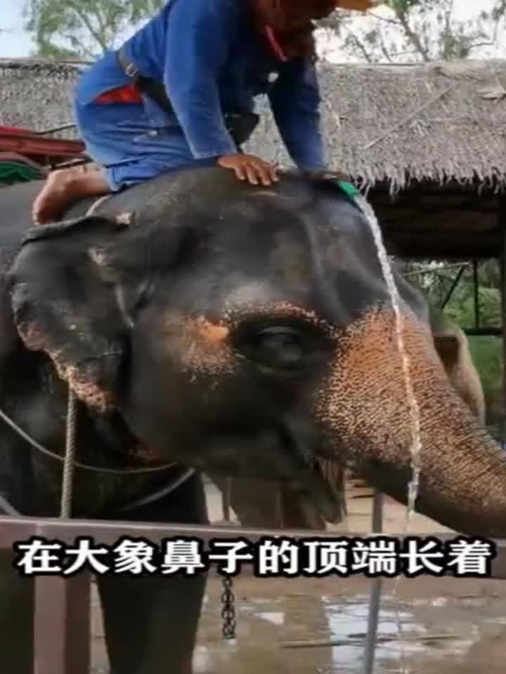 您真的了解大象吗,它们“一指神功”的“超能力”