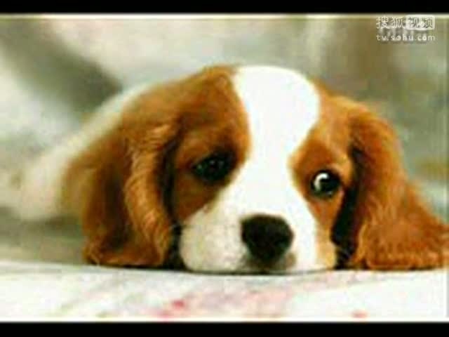 搞笑狗狗图片做的MV-原创-