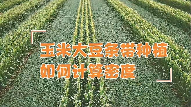 你知道玉米大豆条带种植时密度如何计算吗?看看这个方法如何?