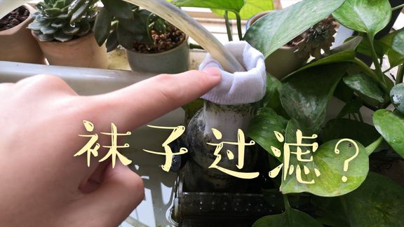 用我的袜子给乌龟做过滤,感觉龟在骂我,没办法只有袜子合适