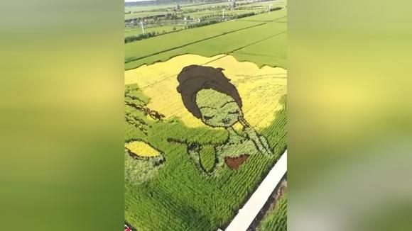 农民把水稻也可以种得这么霸气