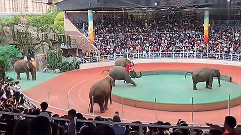 动物园大象杂技表演
