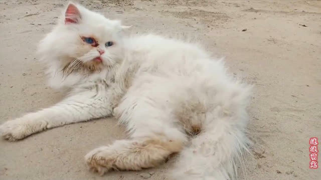 猫咪因为老被主人嫌弃,随意丢在街上,这可是一只波斯猫啊