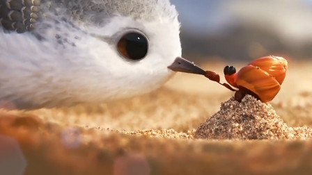 超萌的美国动画短片《piper 鹬》
