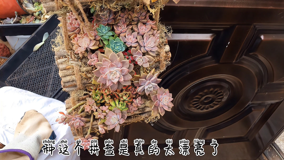 多肉植物拼盘怎么种才好看,选择带桩的多肉是没有错的