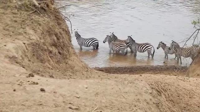 非洲野生动物之旅:斑马们有次序的排队下水,艰难的游过去