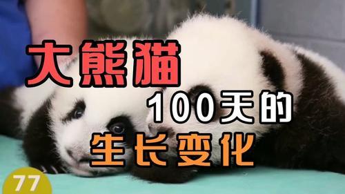大熊猫生长变化 ,刚出生的大熊猫难以辨别,30天后才长出熊猫样