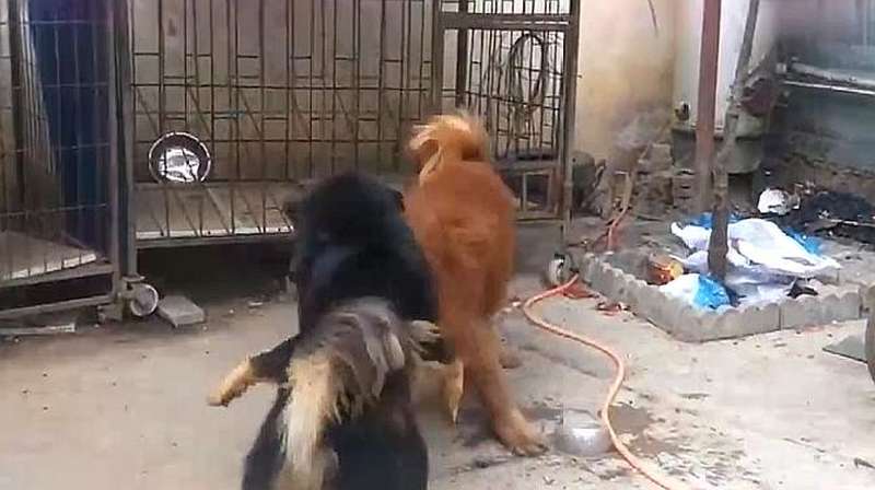 藏獒打架,藏獒的孩子和成年红獒打架,纯种藏獒战斗力就是强