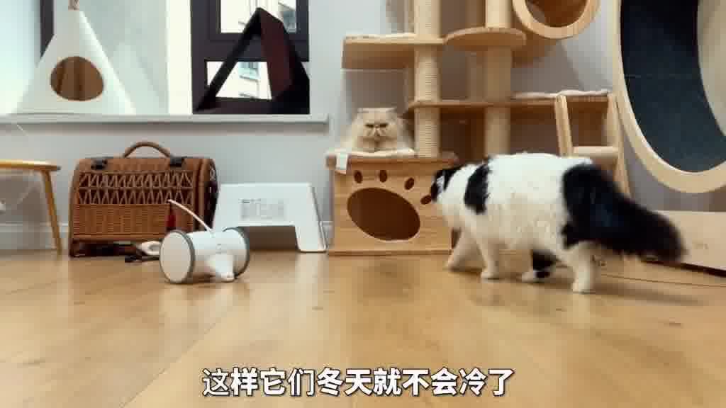 20w打造猫房的第5天,今天又花了6000多
