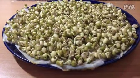 自拍绿豆生长过程延时