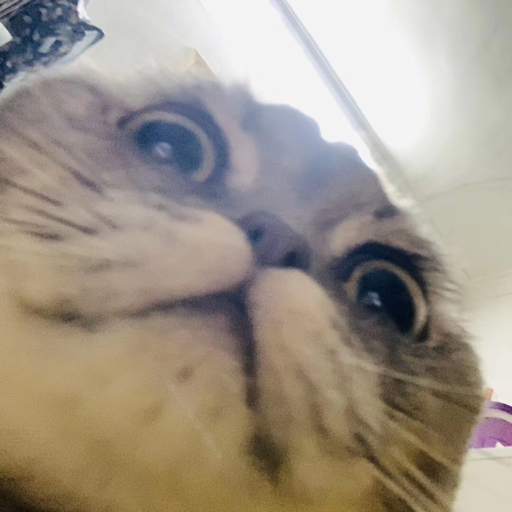 沈无知丶唔吱唔吱 