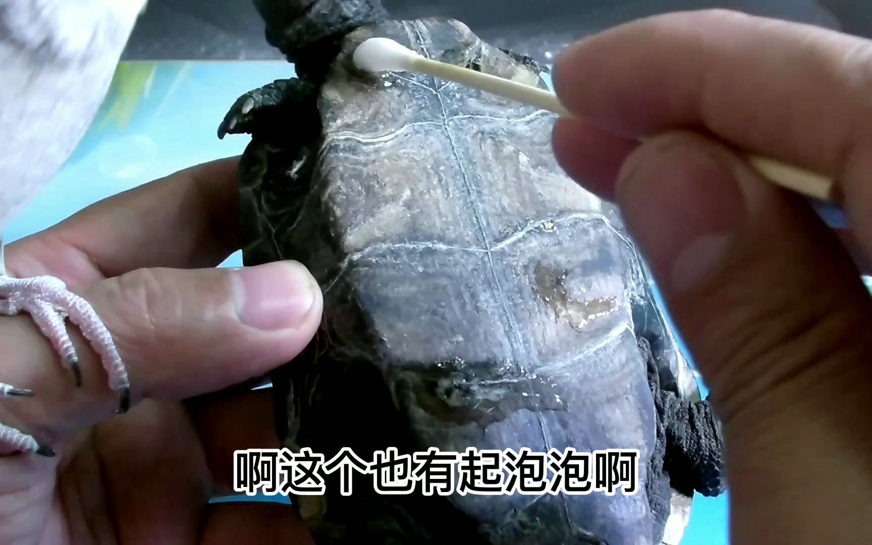乌龟腐甲了,用双氧水就知道伤口好了没有了