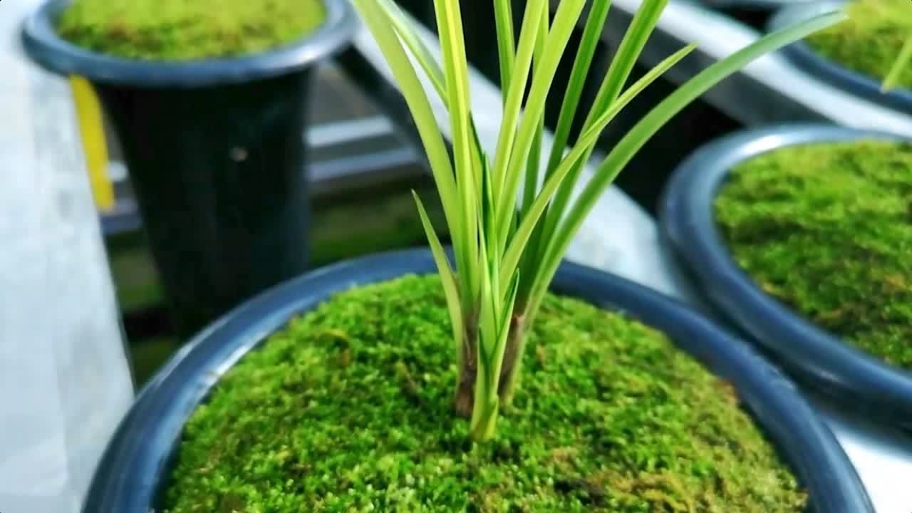 用"松针土"养兰花,缺点要记好