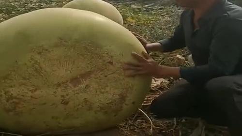 这个是大冬瓜吧,一个至少得十几斤,够吃俩月的了