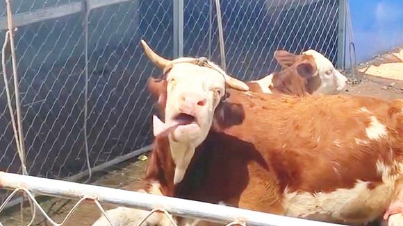 为什么皮鞋大多数都用牛皮,因为牛是真的皮