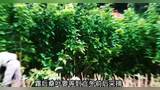 为何说“霜后桑叶是个宝”,常喝霜后桑叶茶有何好处