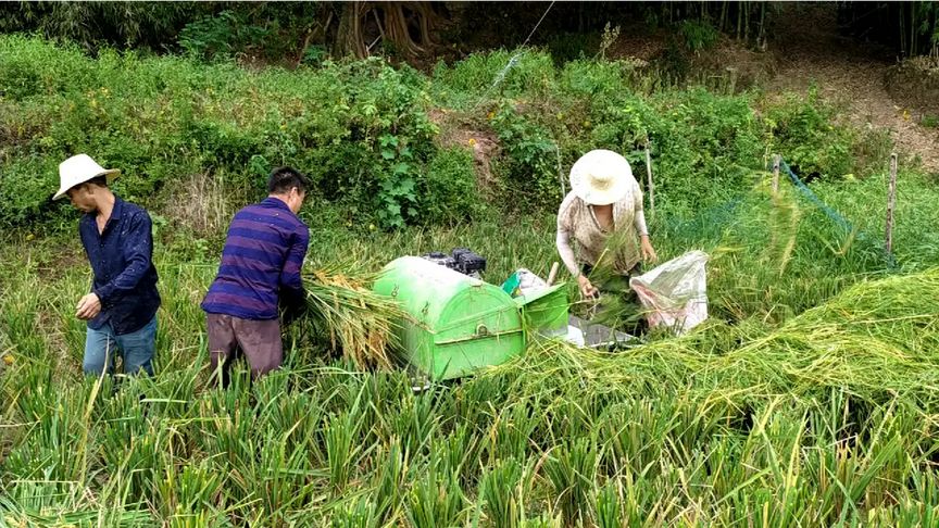 秋天到了,科技与传统的碰撞,中国农业现代化的道路