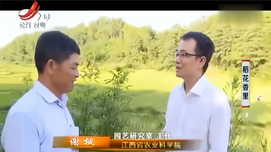 有机水稻种植基地 一遍人工除草花6万多 专家提出再稻田里养鸭子