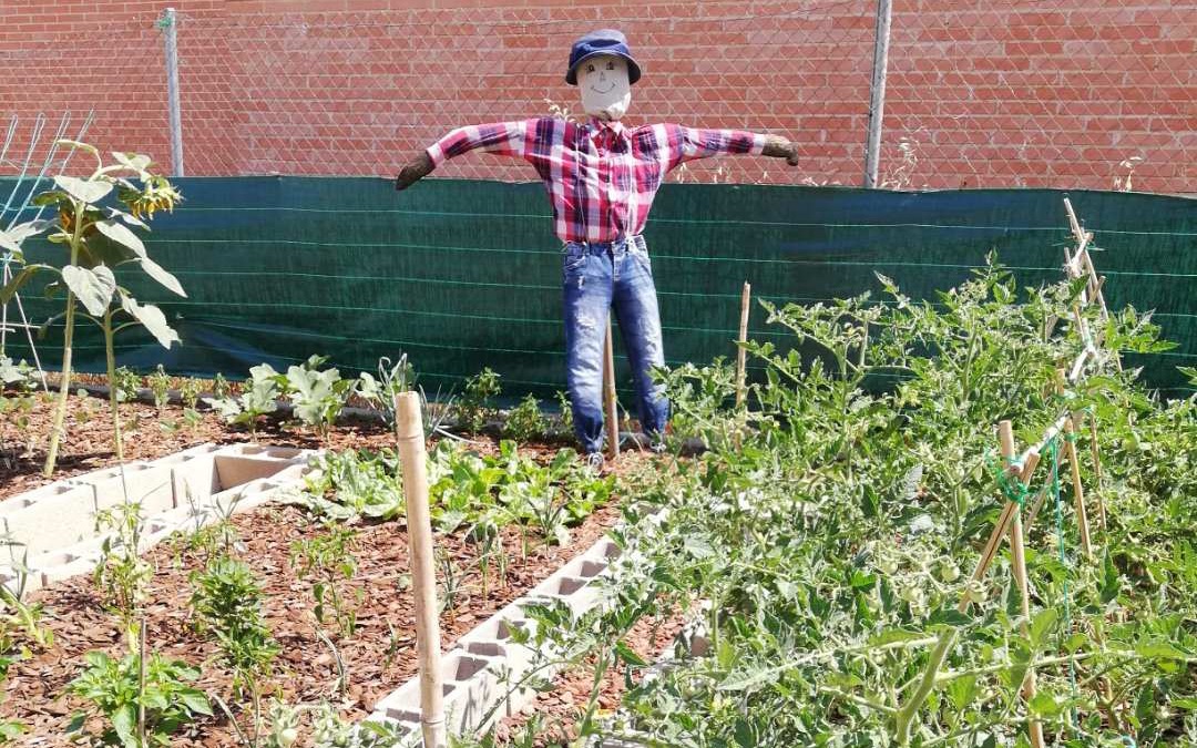 5月菜园管理 移栽番茄/西葫芦/飞碟瓜/抱子甘蓝