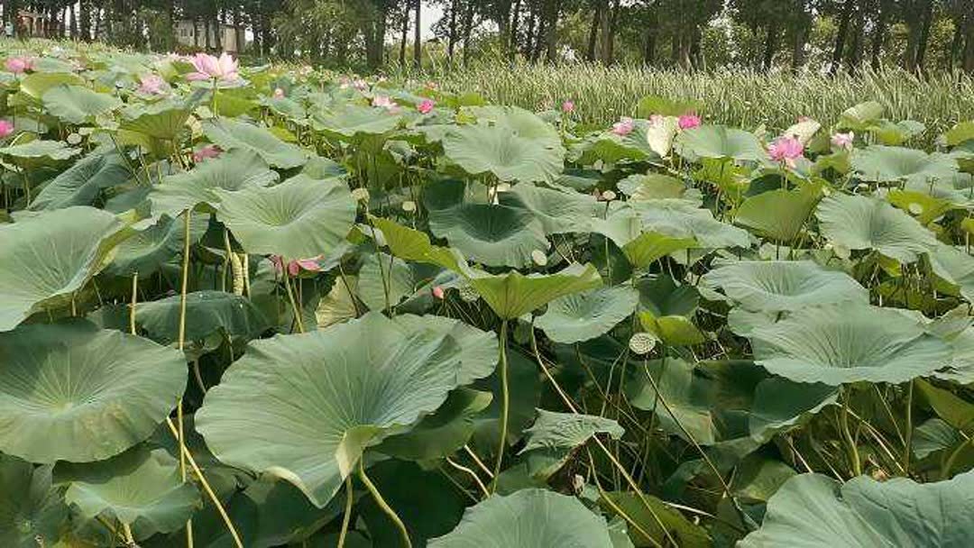 莲子具有补脾止泻、固肾涩精、养心安神的功效