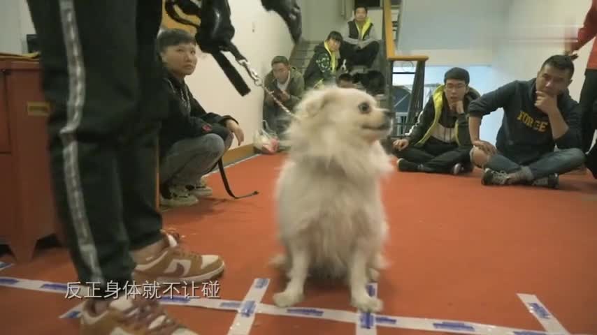 博美犬咬人被送去上学,现场10几人围观小伙训练,结局大快人心!