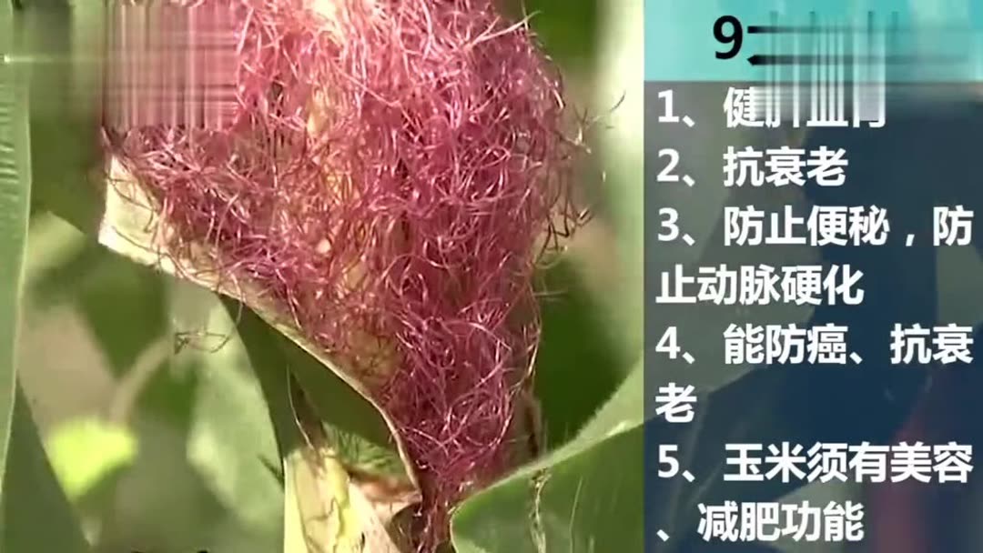 多吃玉米能美白护肤,细数玉米的九大神奇功效