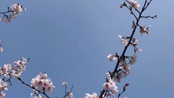 #武汉樱花 阳春三月,为你而来,最美武汉