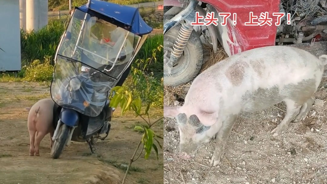 电动车总是无缘无故翻车?男子抓到凶手后哭笑不得:还上头了!