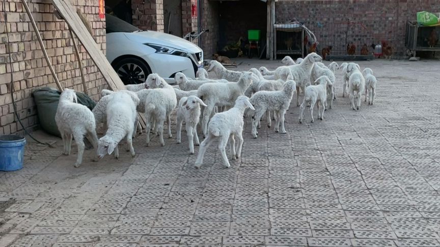 听过羊叫么,和你们想的不一样