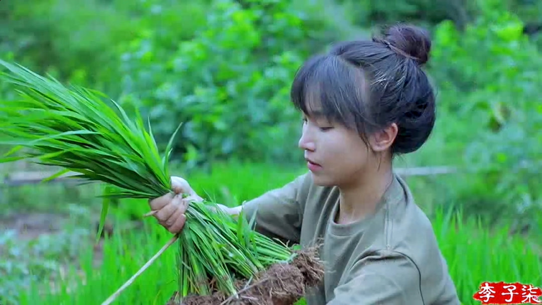 【李子柒带你看水稻的一生 】一粥一饭,当思来不易